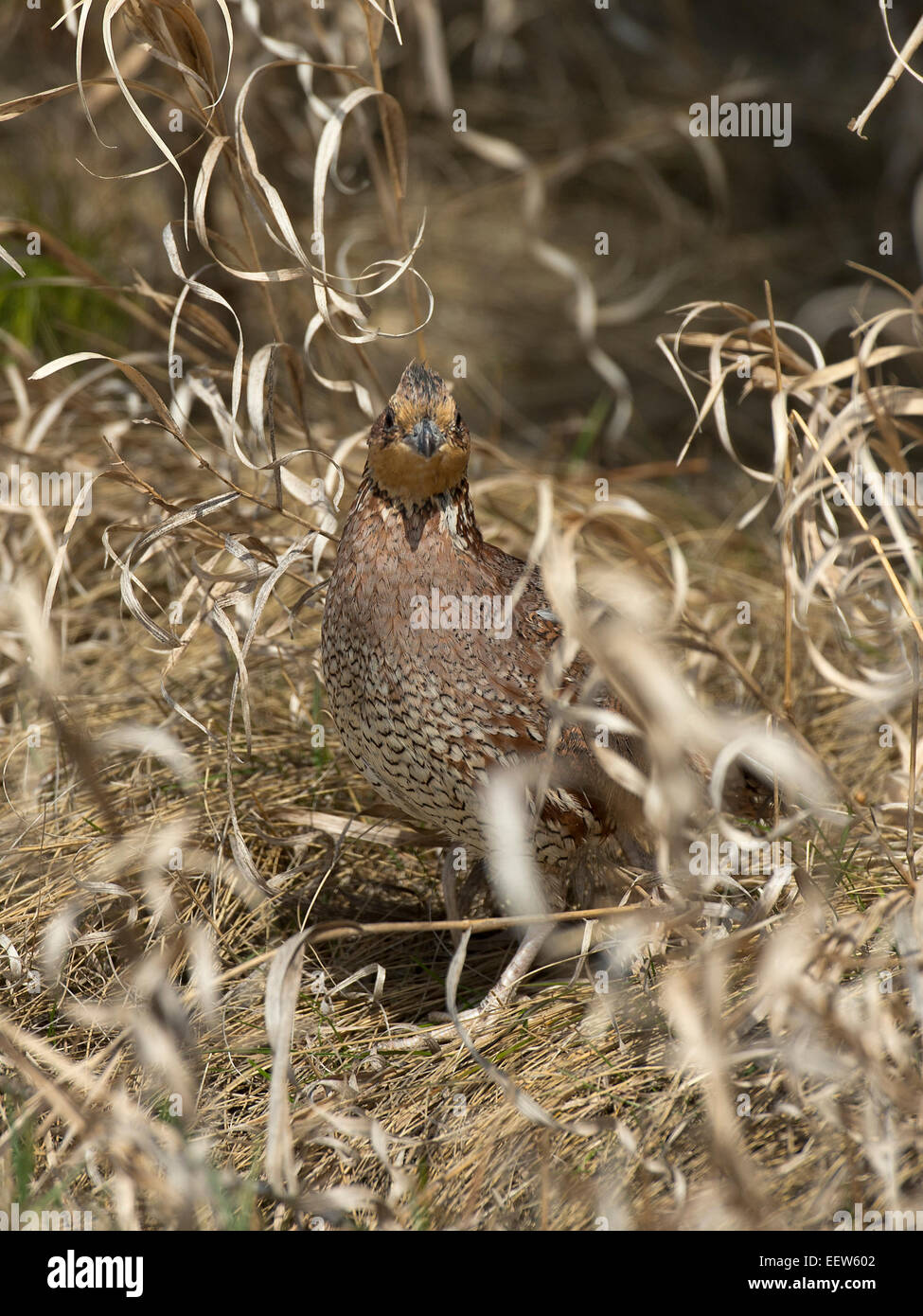 Female Bobwhite Quail Stock Photo - Alamy
