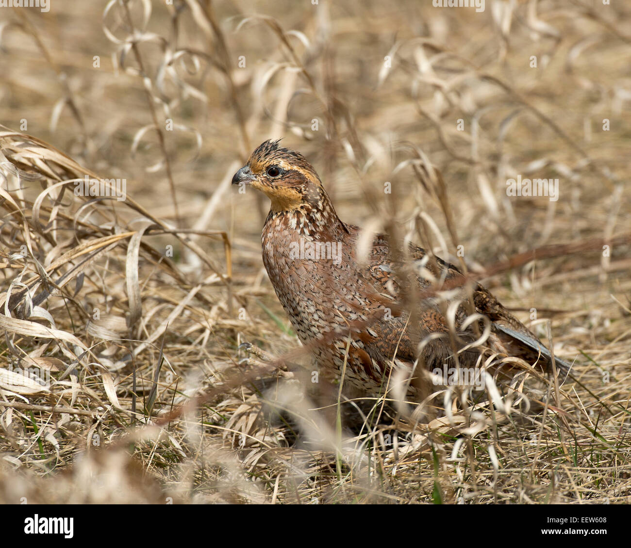 Female Bobwhite Quail Stock Photo - Alamy