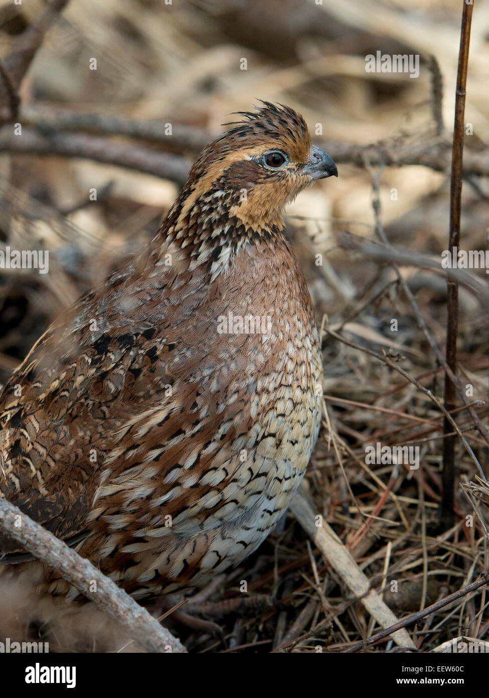 Female Quail High Resolution Stock Photography and Images - Alamy