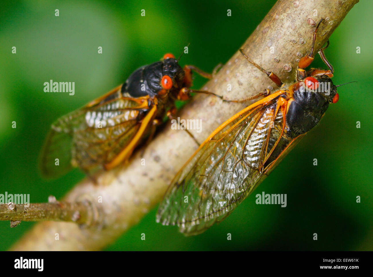 17 Year Cicadas High Resolution Stock Photography and Images - Alamy