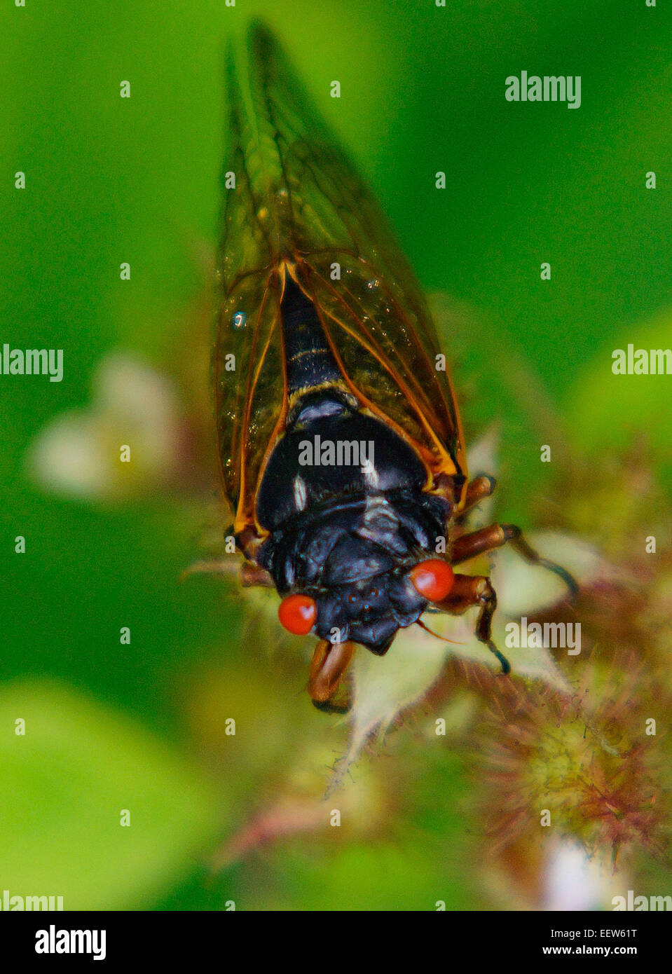 Cicada life cycle hi-res stock photography and images - Alamy