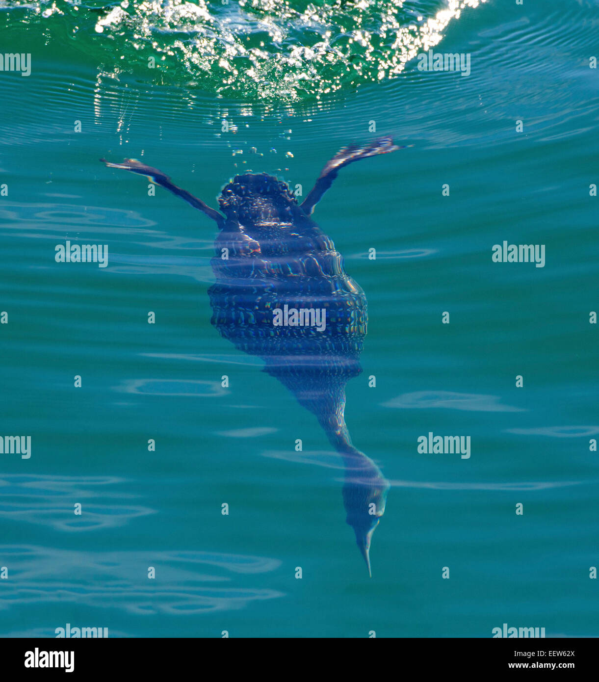 Red throated Loon Diving Underwater Stock Photo - Alamy
