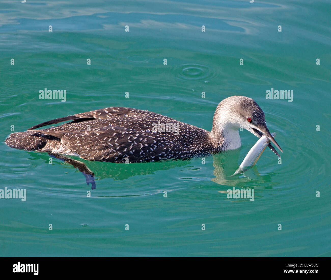 Red throated Loon with Fish Stock Photo - Alamy