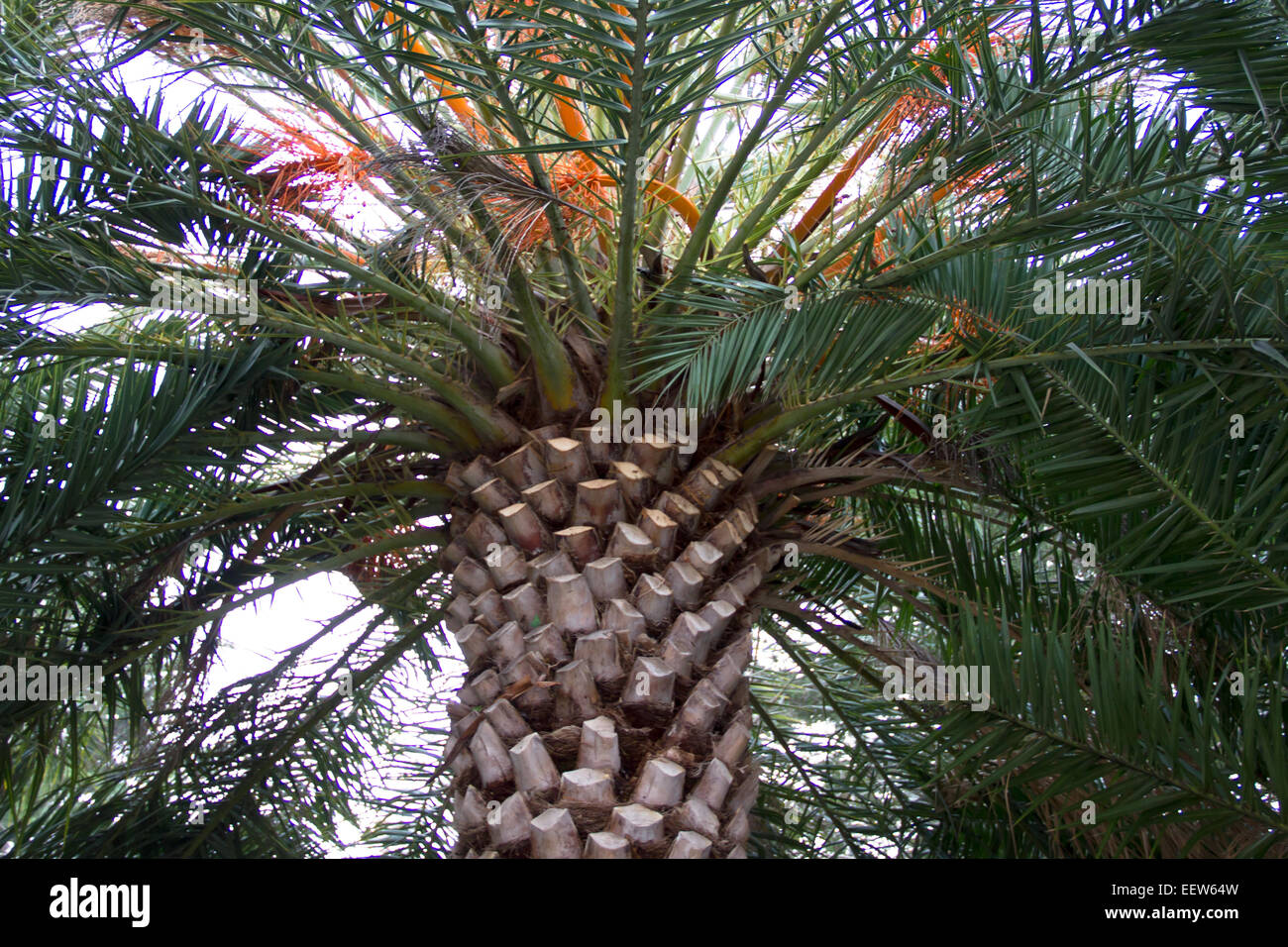 Palm tree close up view from below Stock Photo - Alamy