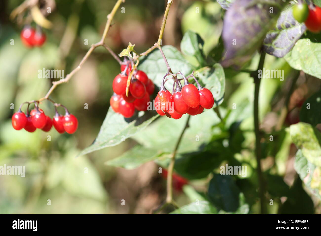 Red berries of a Nightshade vine, clinging to a small chain-link fence ...