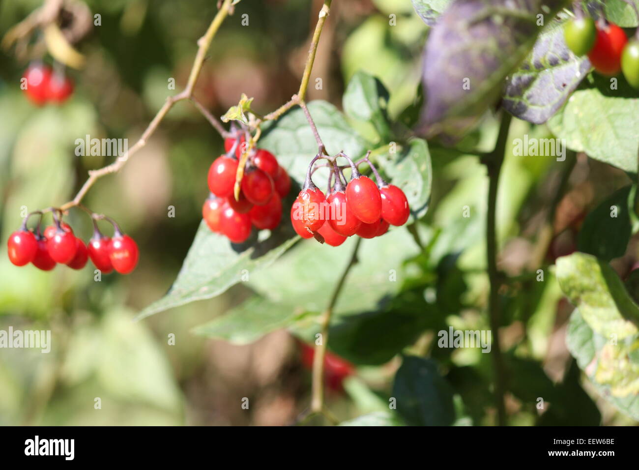Red berries of a Nightshade vine, clinging to a small chain-link fence ...