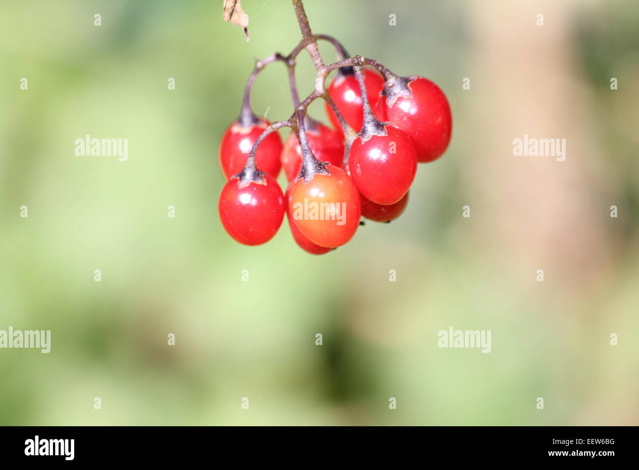 Red berries of a Nightshade vine, clinging to a small chain-link fence ...