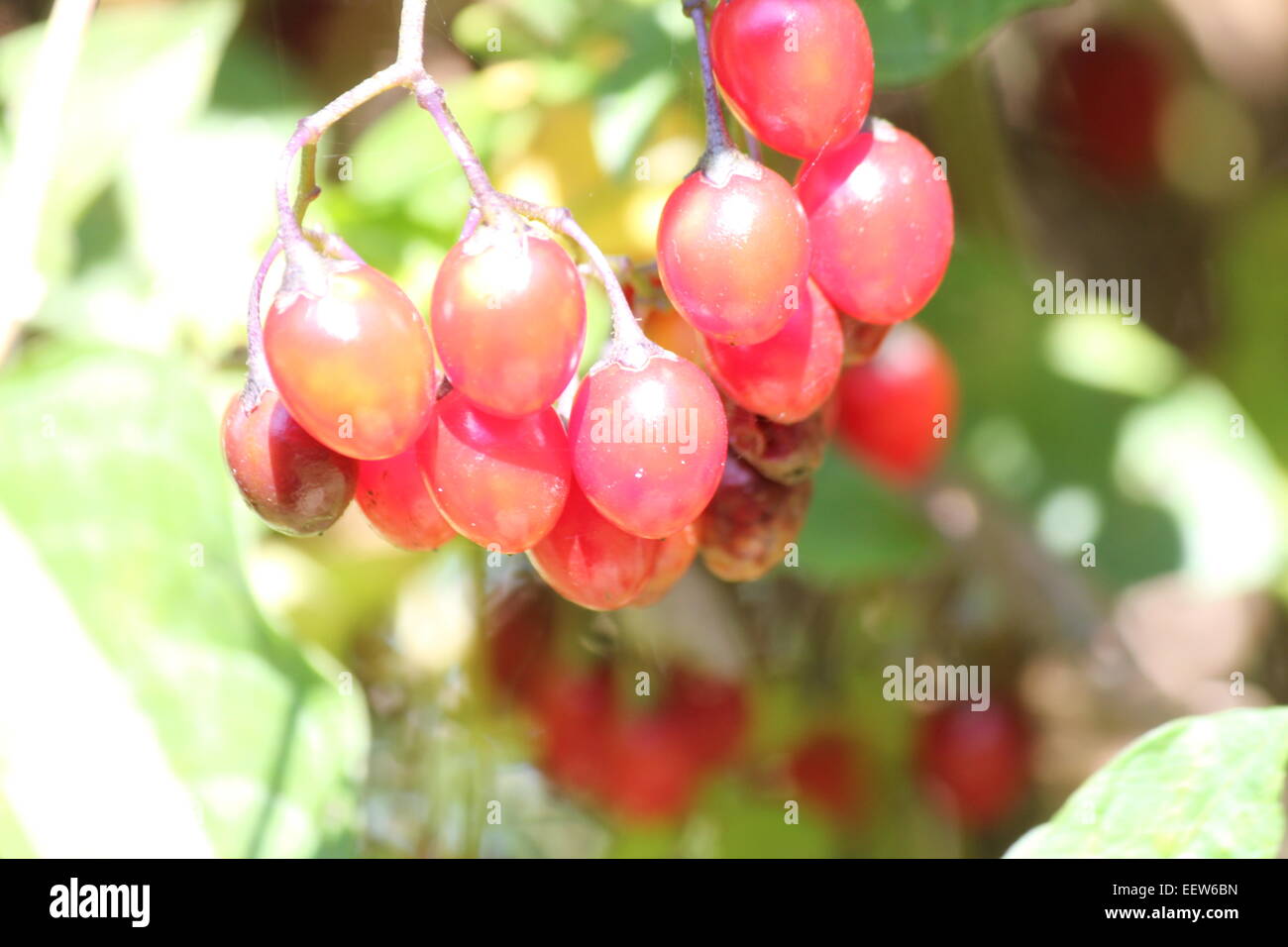 Red berries of a Nightshade vine, clinging to a small chain-link fence ...
