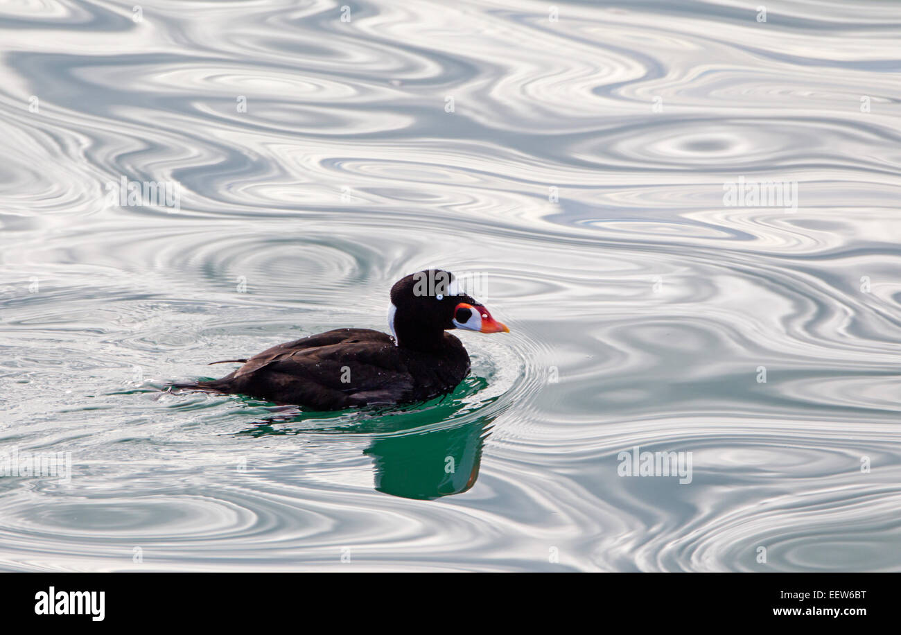 Water scoter hi-res stock photography and images - Alamy
