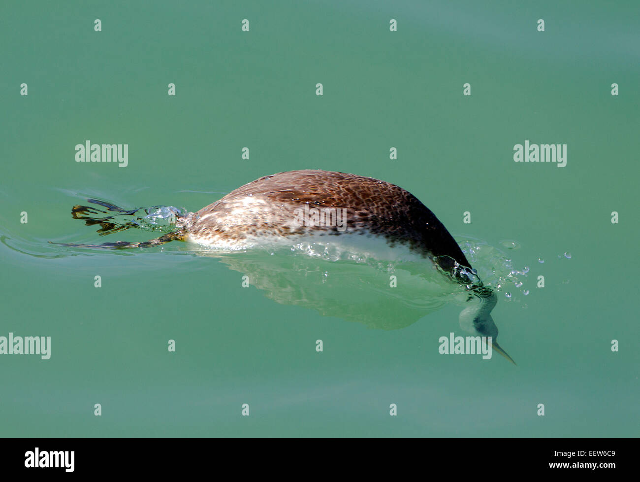 Western Grebe Diving Underwater Stock Photo - Alamy