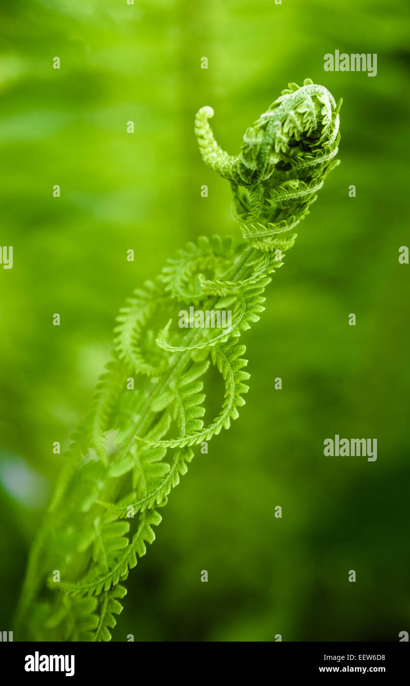 Fern leaves, the close up Stock Photo - Alamy