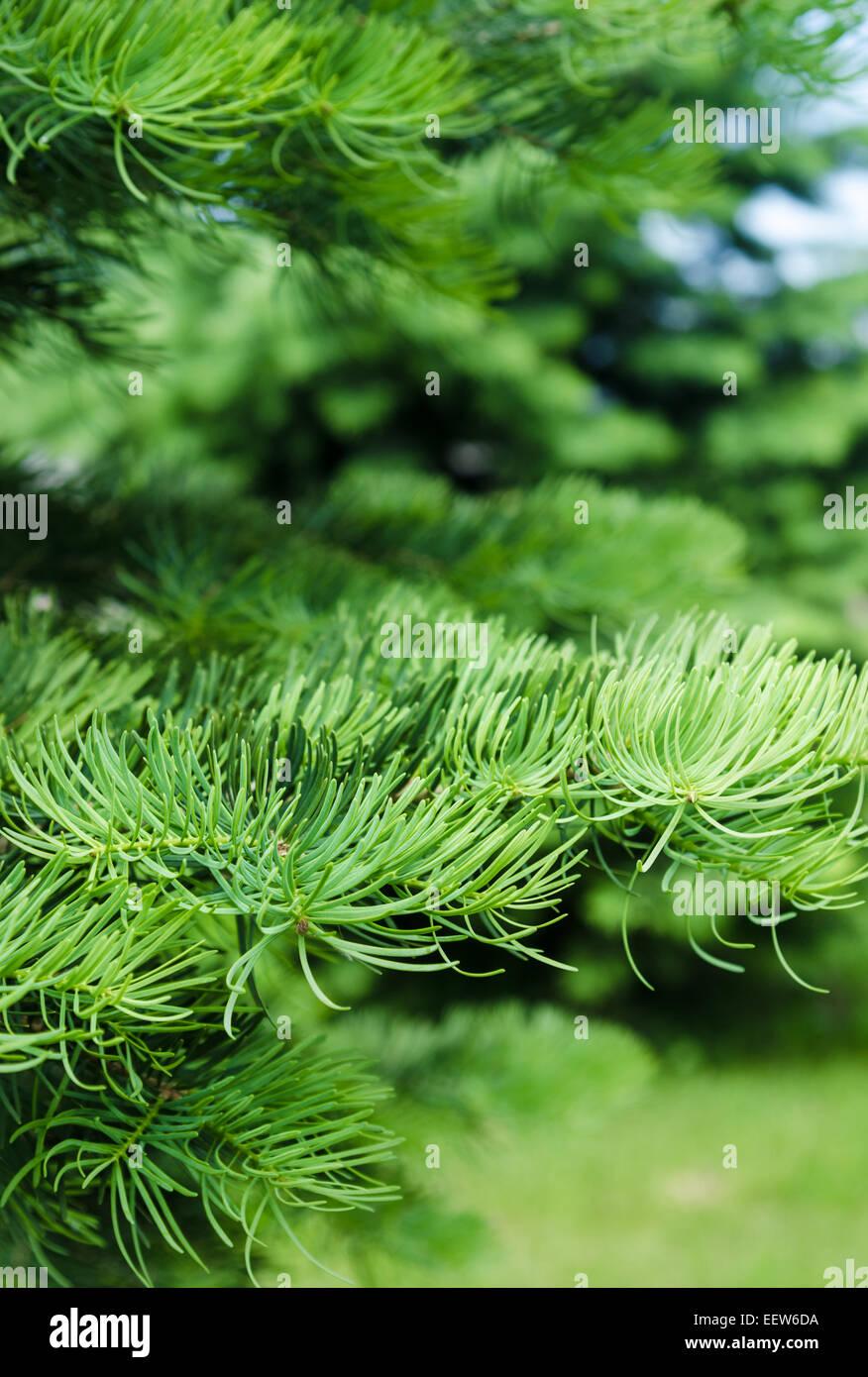Young shoots on the branches of spruce, close-up Stock Photo - Alamy