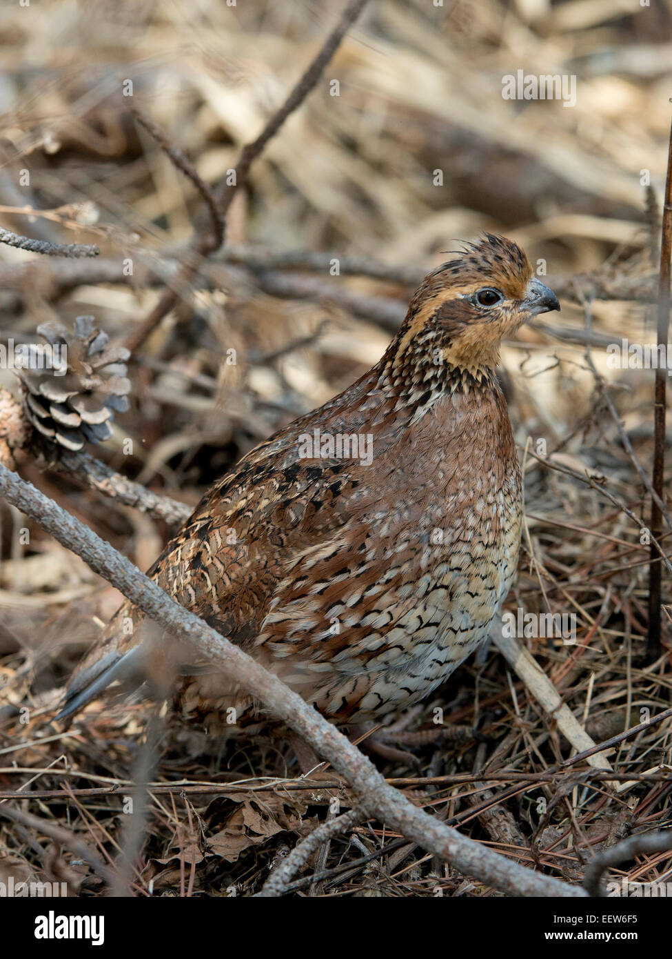 Female Bobwhite Quail Stock Photo - Alamy