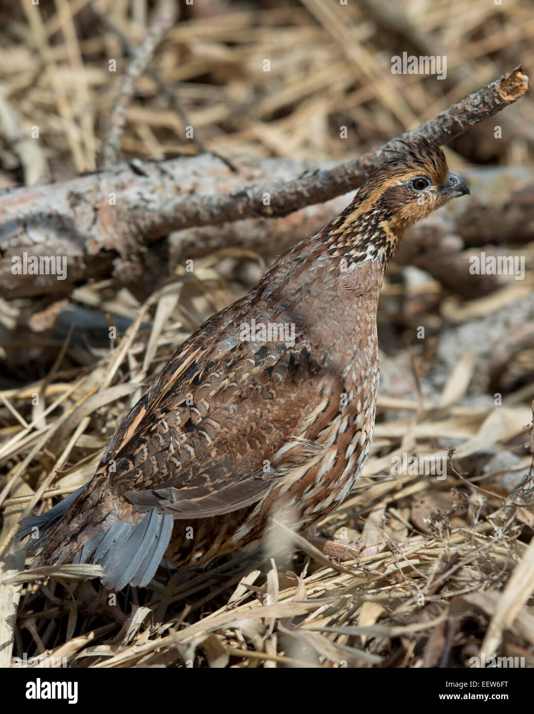 Female Bobwhite Quail Stock Photo - Alamy