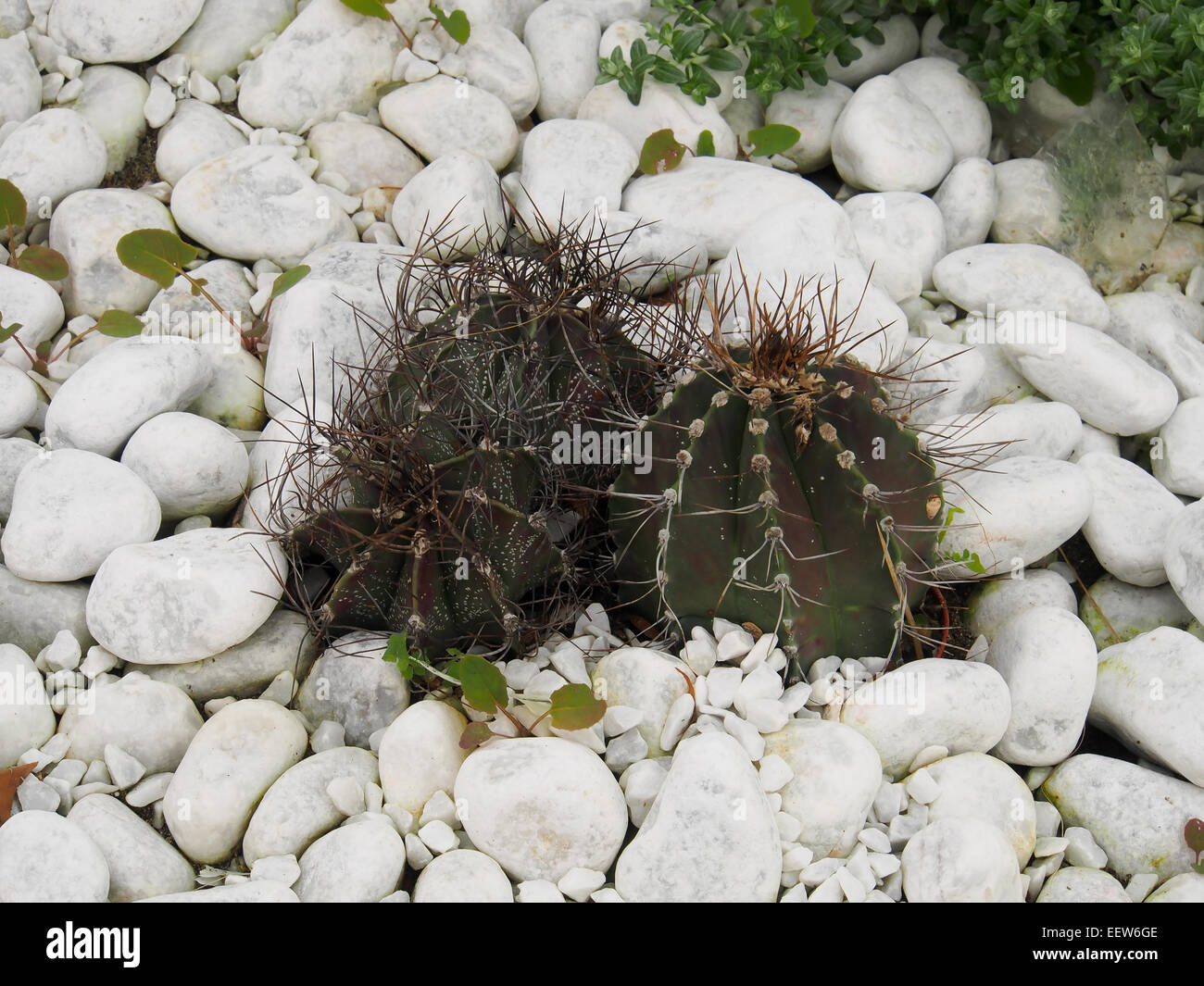 Small, beautiful cactus growing up from behind the while gravel Stock ...