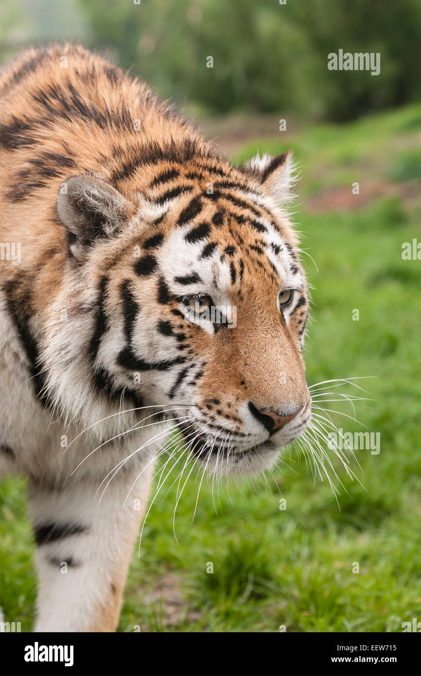 Amur Tiger headshot Stock Photo - Alamy