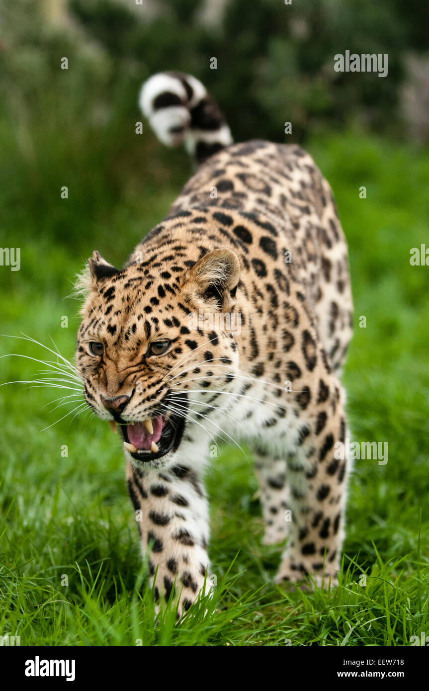 Amur Leopard snarling Stock Photo - Alamy