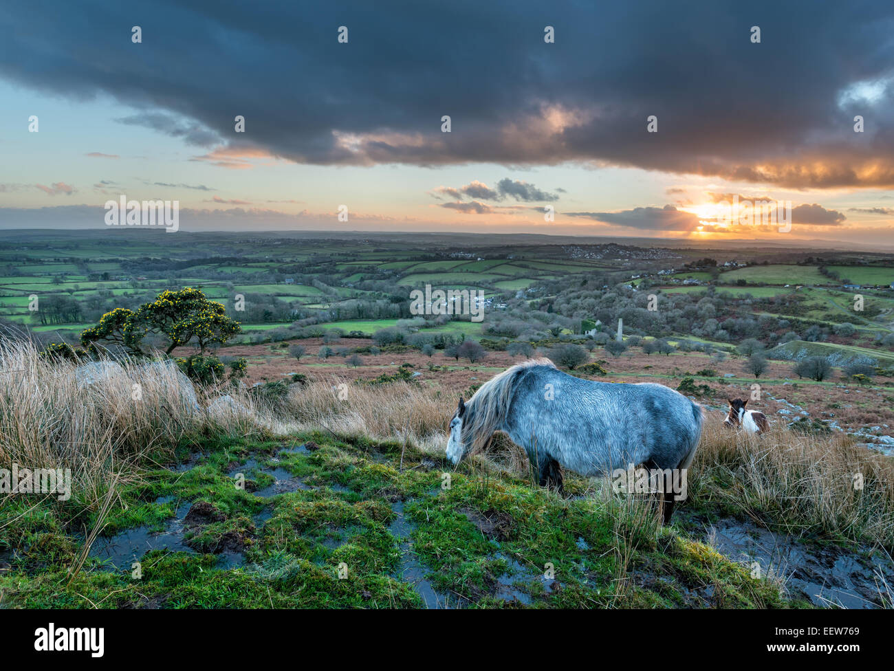 Moorland ponies grazing at sunset on Caradon Hill on Bodmin Moor in Cornwall Stock Photo - Alamy