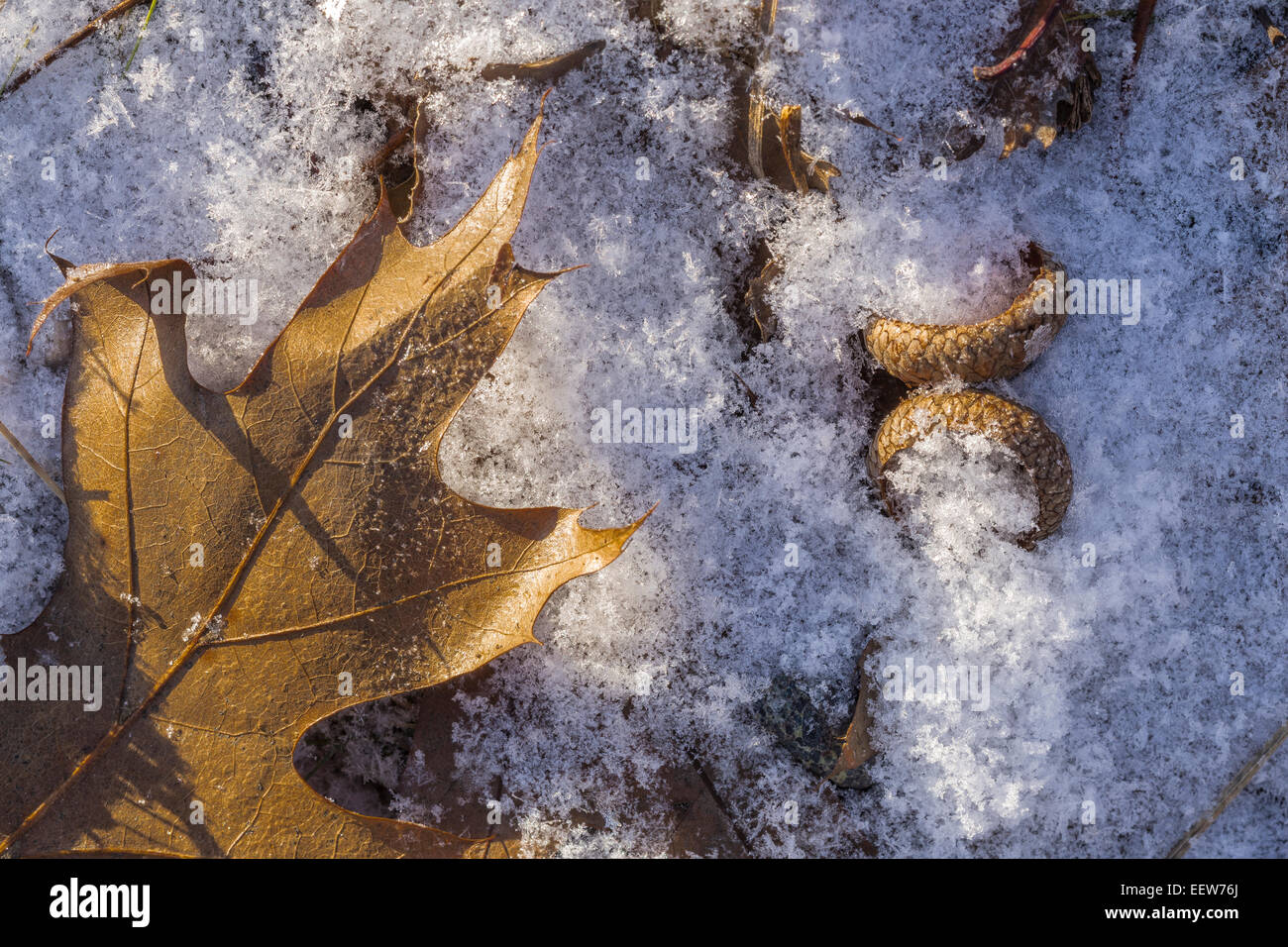 Fallen Northern Red Oak, Quercus rubra, leaf and acorn caps in the snow ...