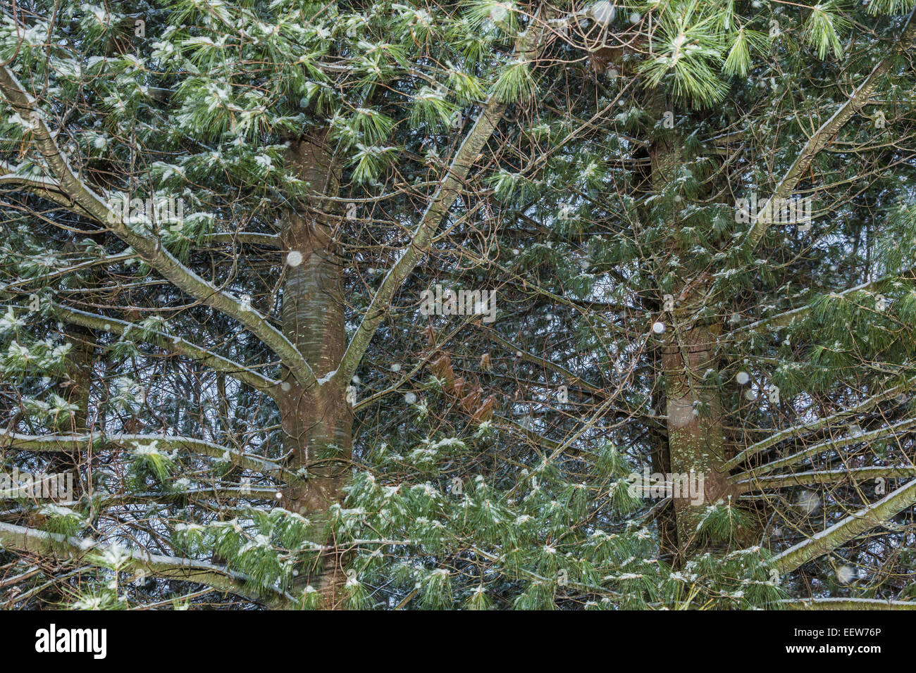 Eastern White Pine, Pinus strobus, trees in a snowstorm in Mecosta ...