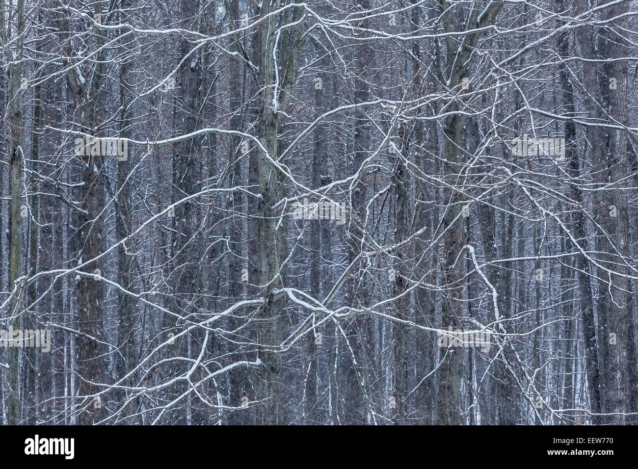 Snowstorm in a hardwood forest in Mecosta County near Big Rapids and ...