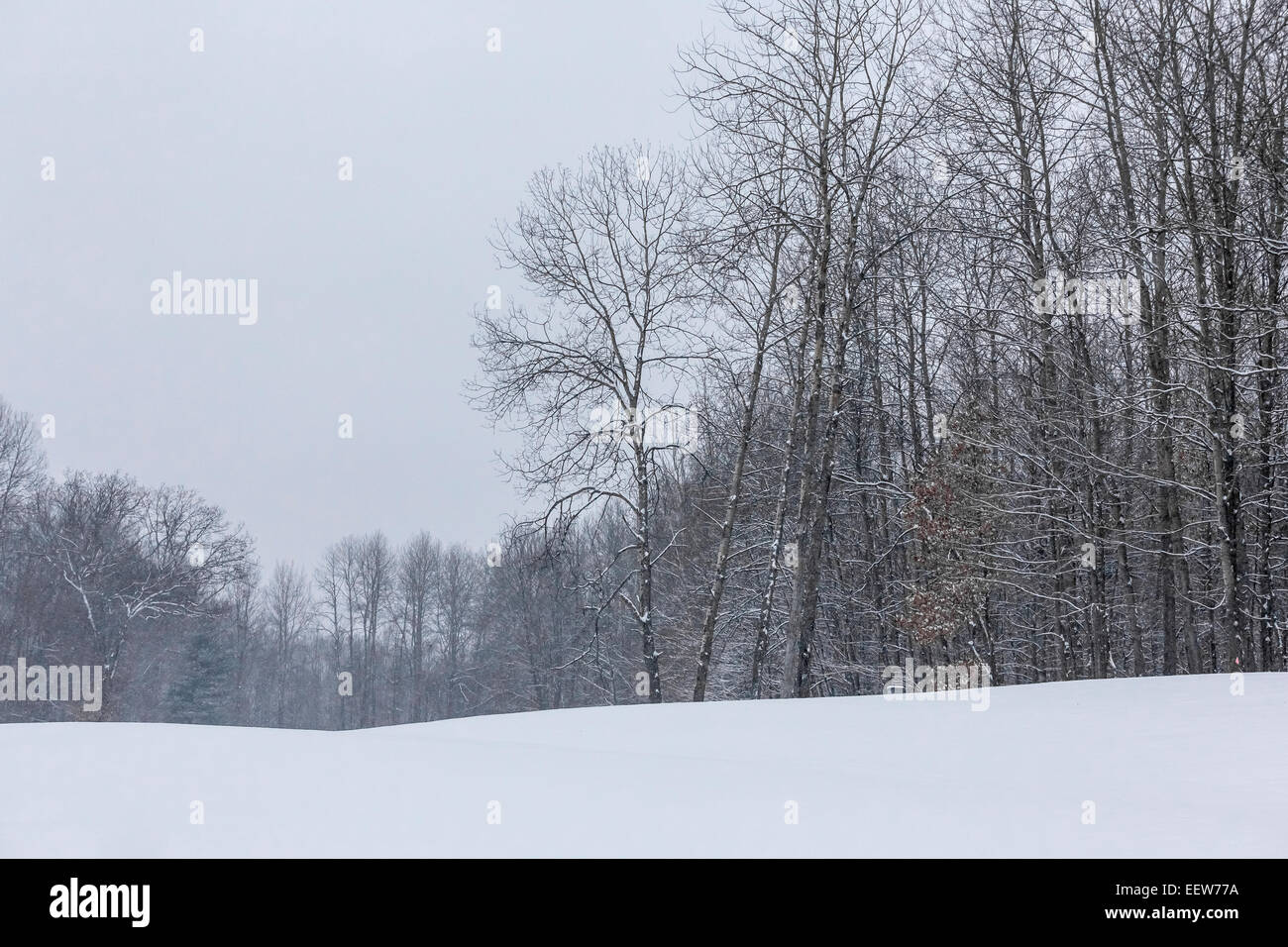 Snowstorm in a hardwood forest in Mecosta County near Big Rapids and ...