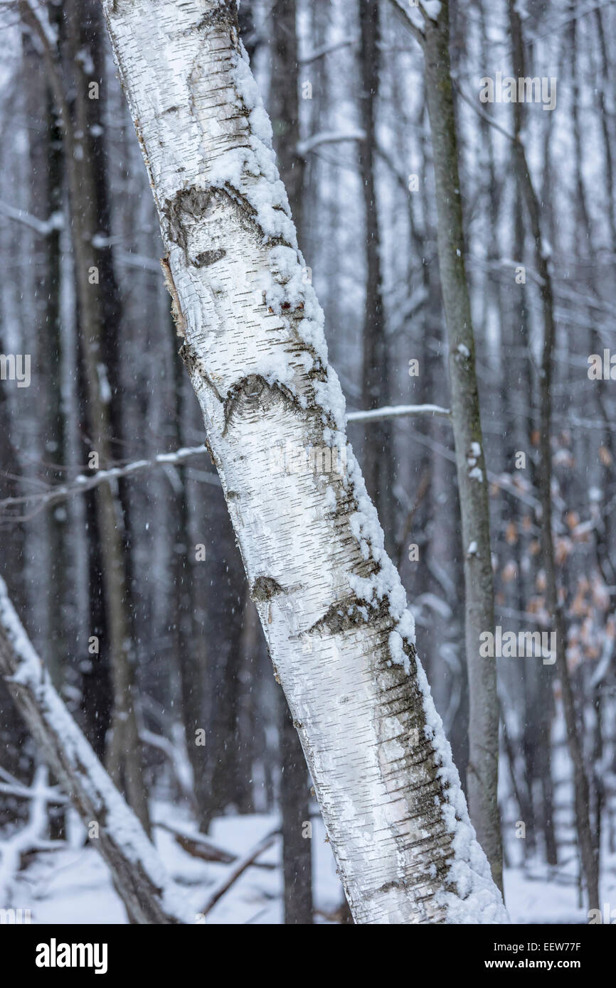 Paper Birch, Betula papyrifera, tree trunk in Mecosta County near Big ...