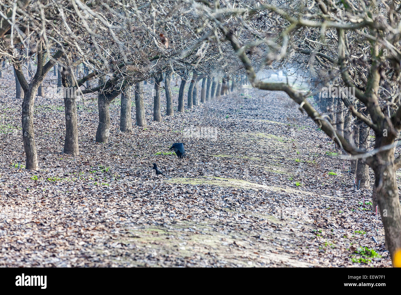 Two Crows in a Walnut orchard in Modesto in the Central Valley of ...
