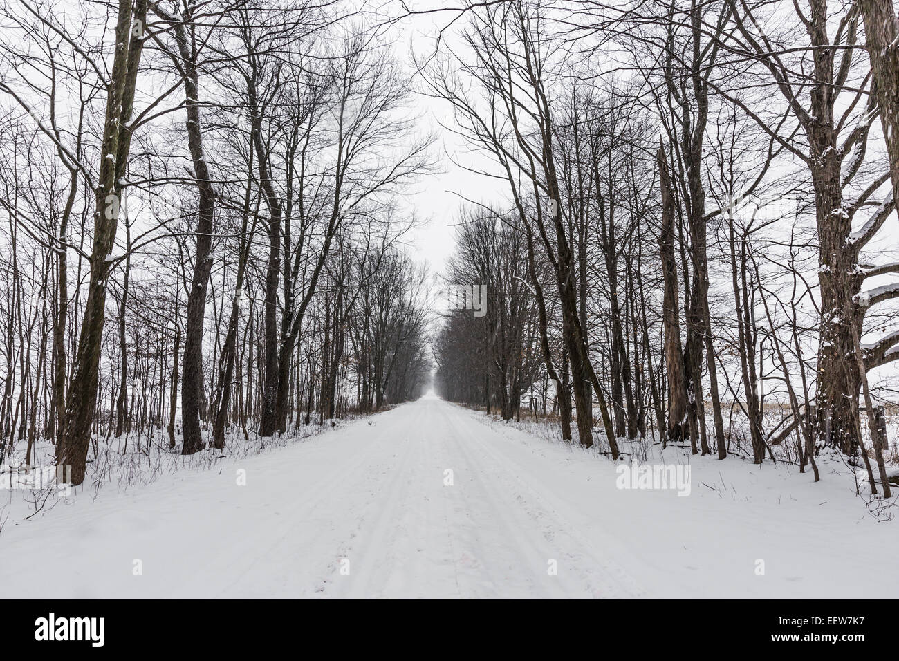 Snow-covered country road through a decidious forest in Mecosta County ...