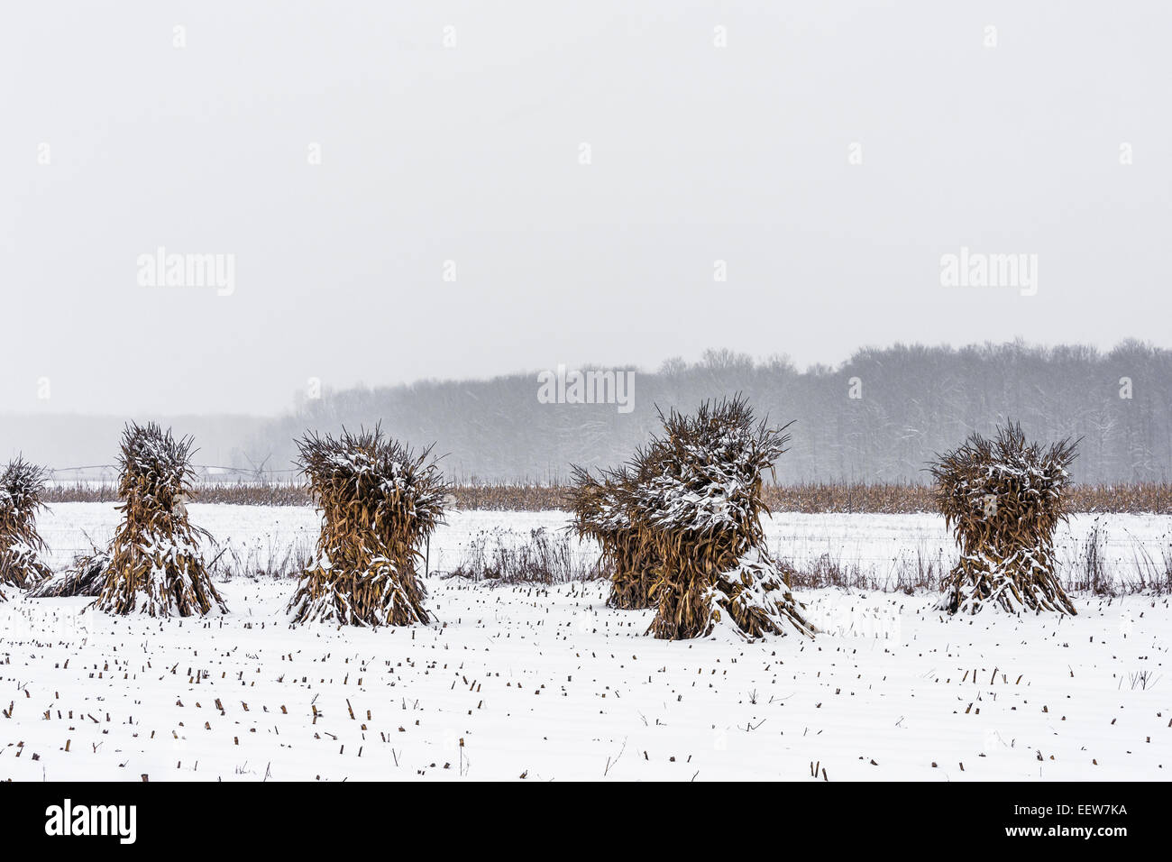 An Amish farm field with corn shocks left during the winter in Mecosta ...