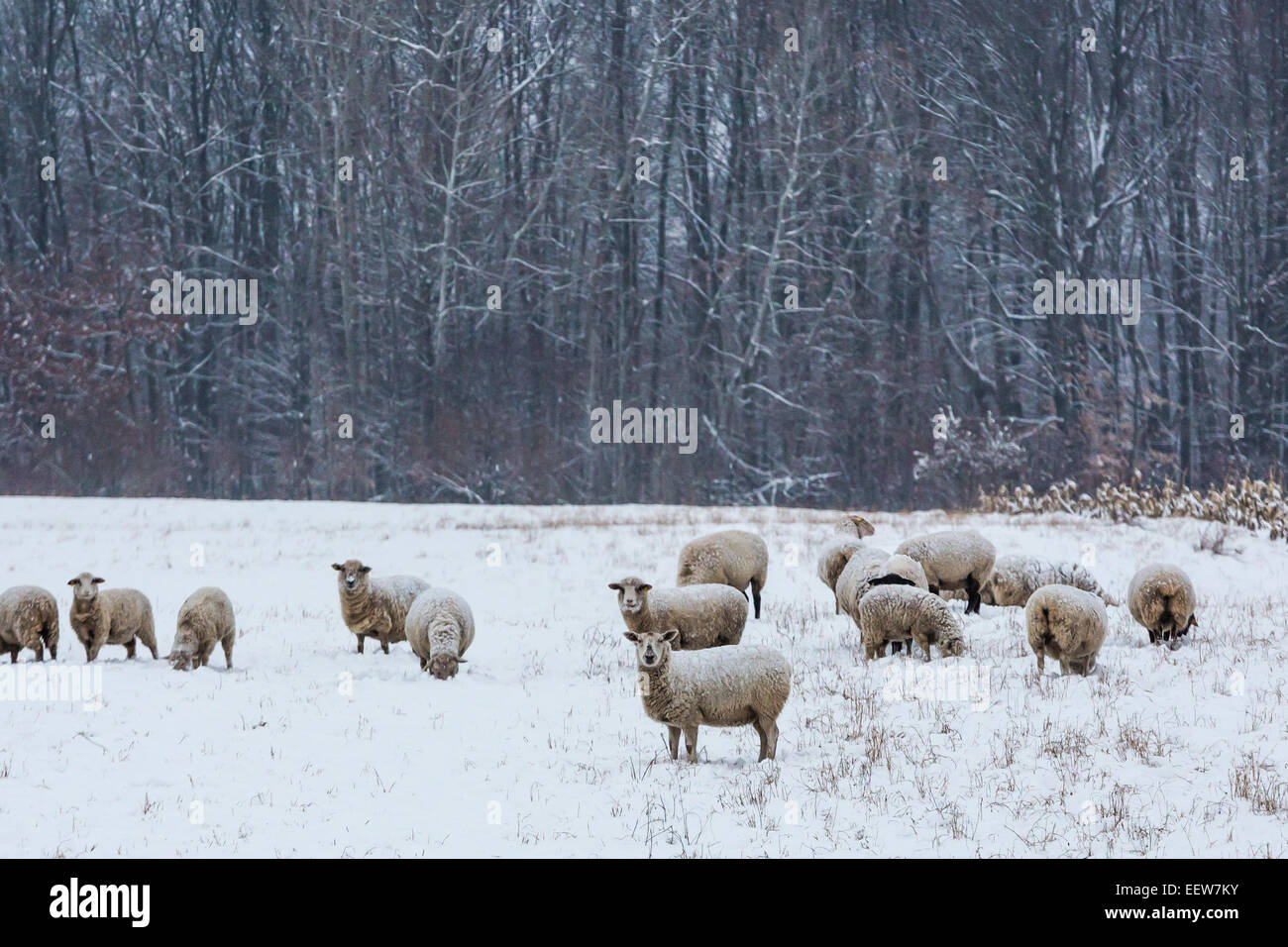 Amish farmer hi-res stock photography and images - Alamy