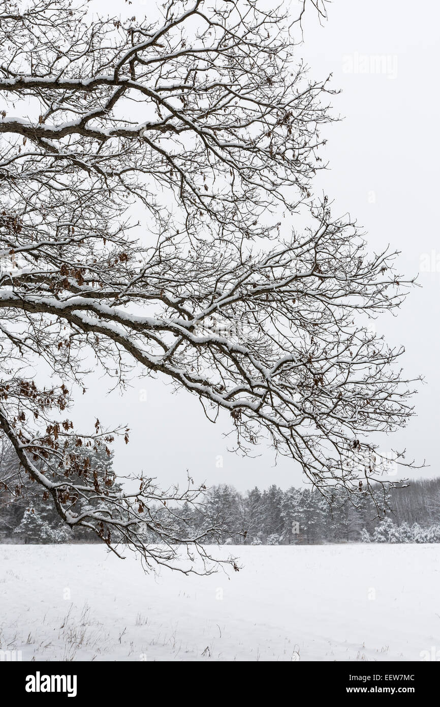 White Oak, Quercus alba, in winter at the edge of a farm field in ...