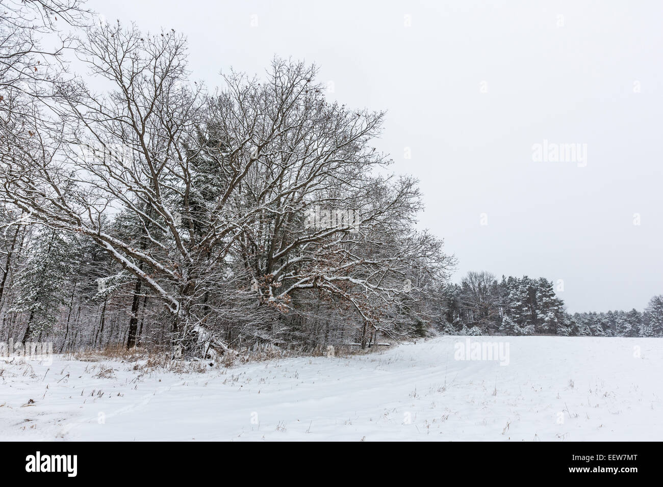 Hedgerow and farm field in winter in Mecosta County near Big Rapids and ...