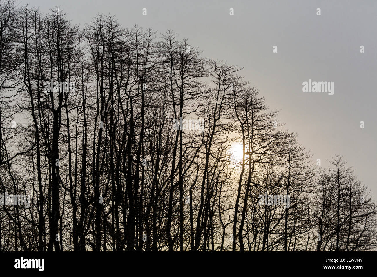 Sassafras tree hi-res stock photography and images - Alamy