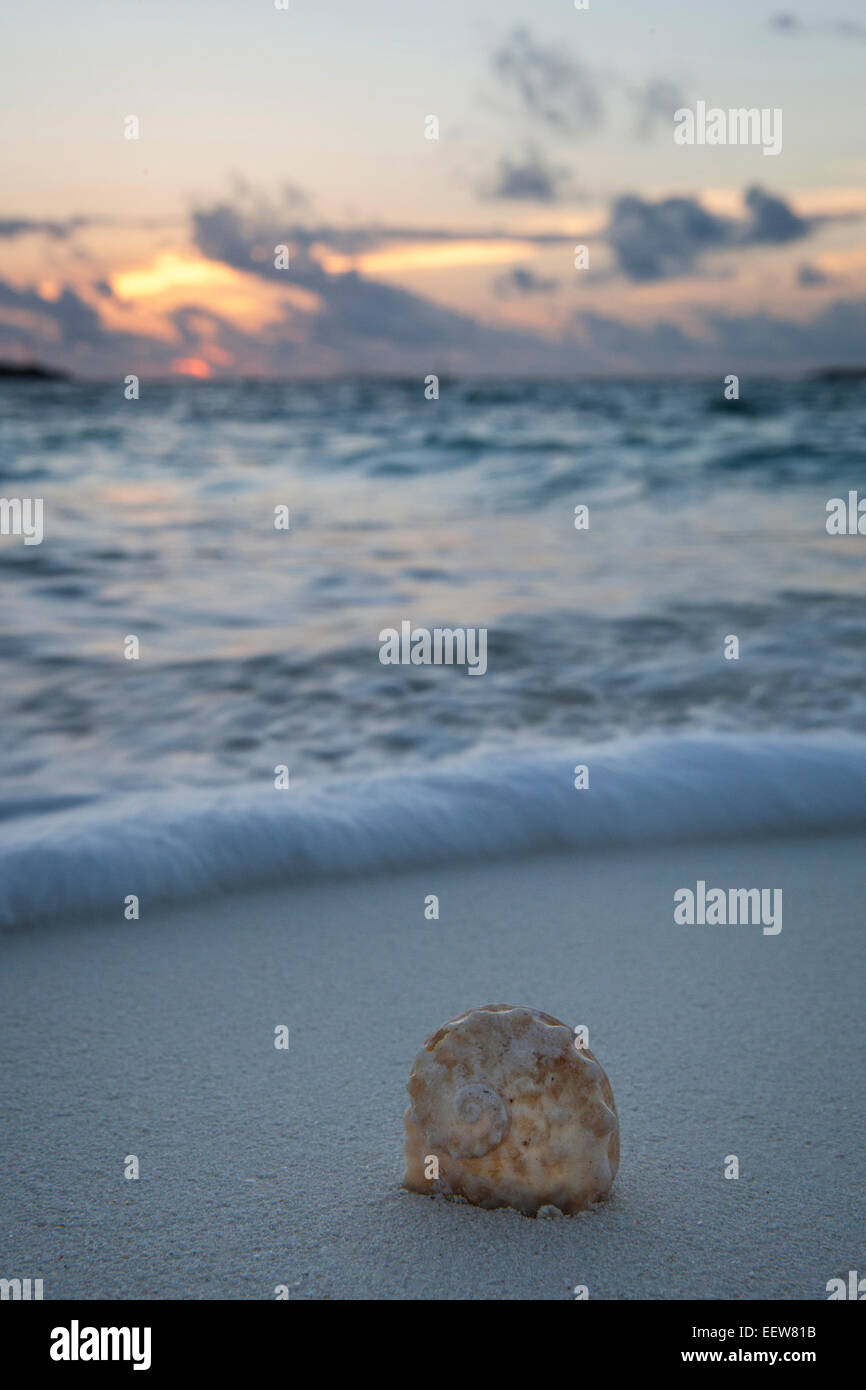Shell on the beach Stock Photo - Alamy