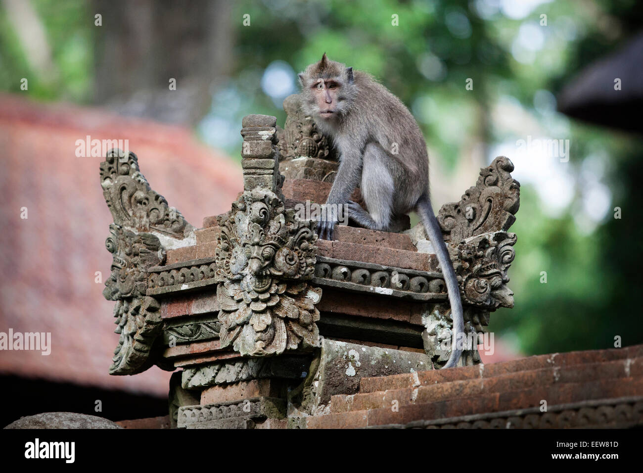 Monkey in bali eating jungle hi-res stock photography and images - Alamy