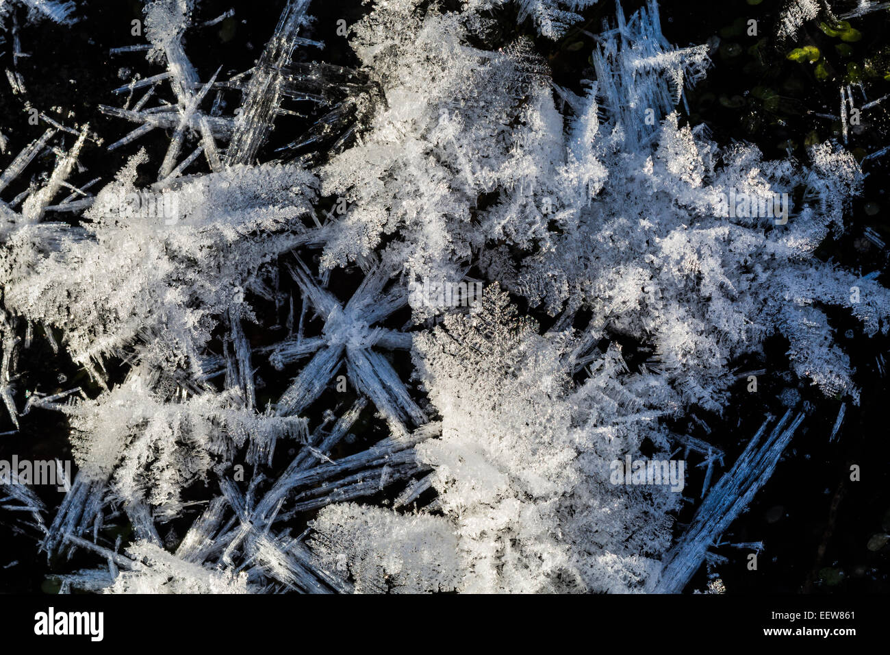 Intricate frost flowers growing in extremely cold air atop a layer of ...