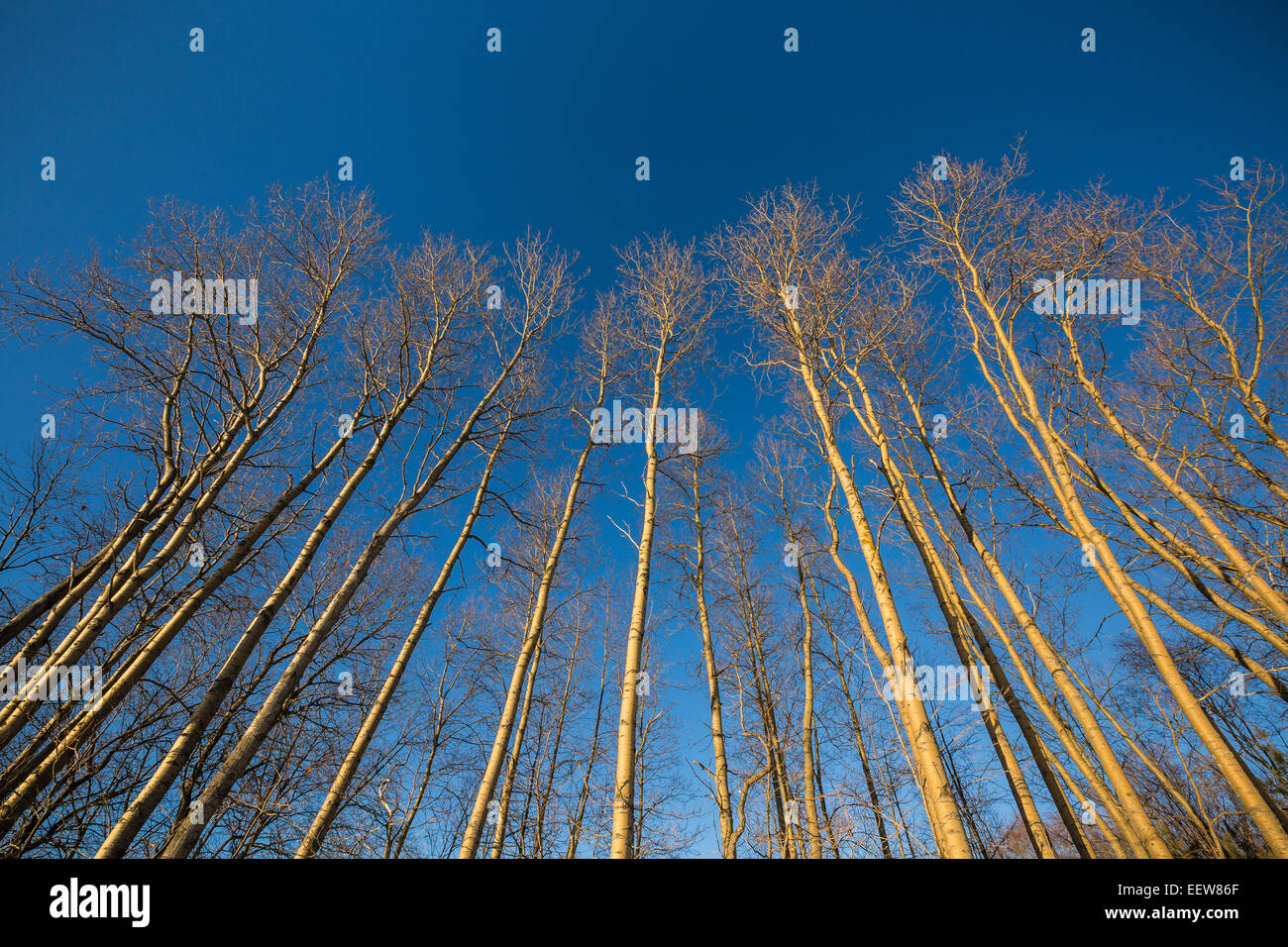 Bigtooth Aspen, Populus grandidentata, trees growing along a country ...