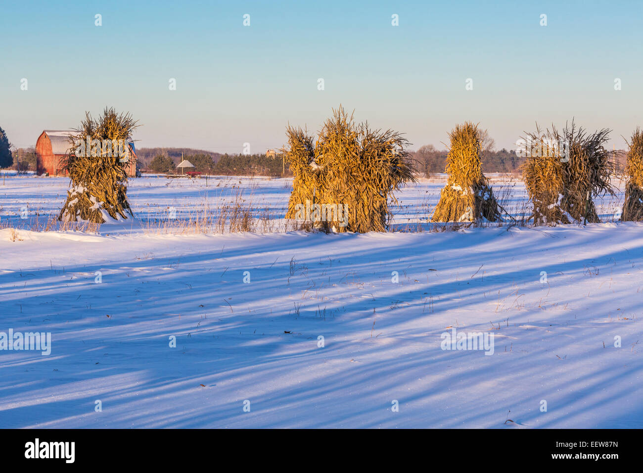 Long tree shadows growing over farm field with Amish corn shocks ...