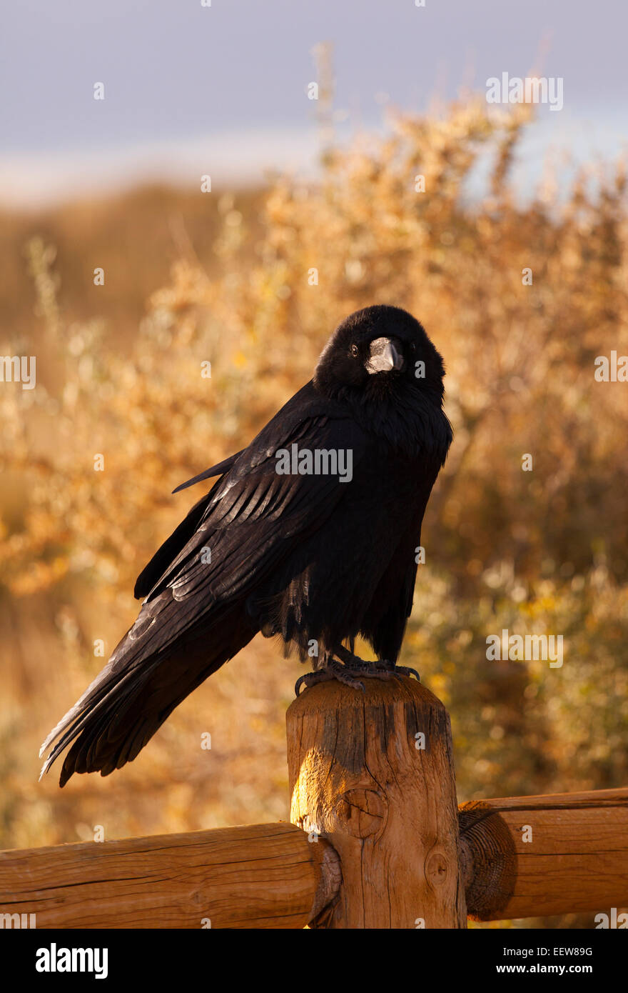 Piljay bird hi-res stock photography and images - Alamy