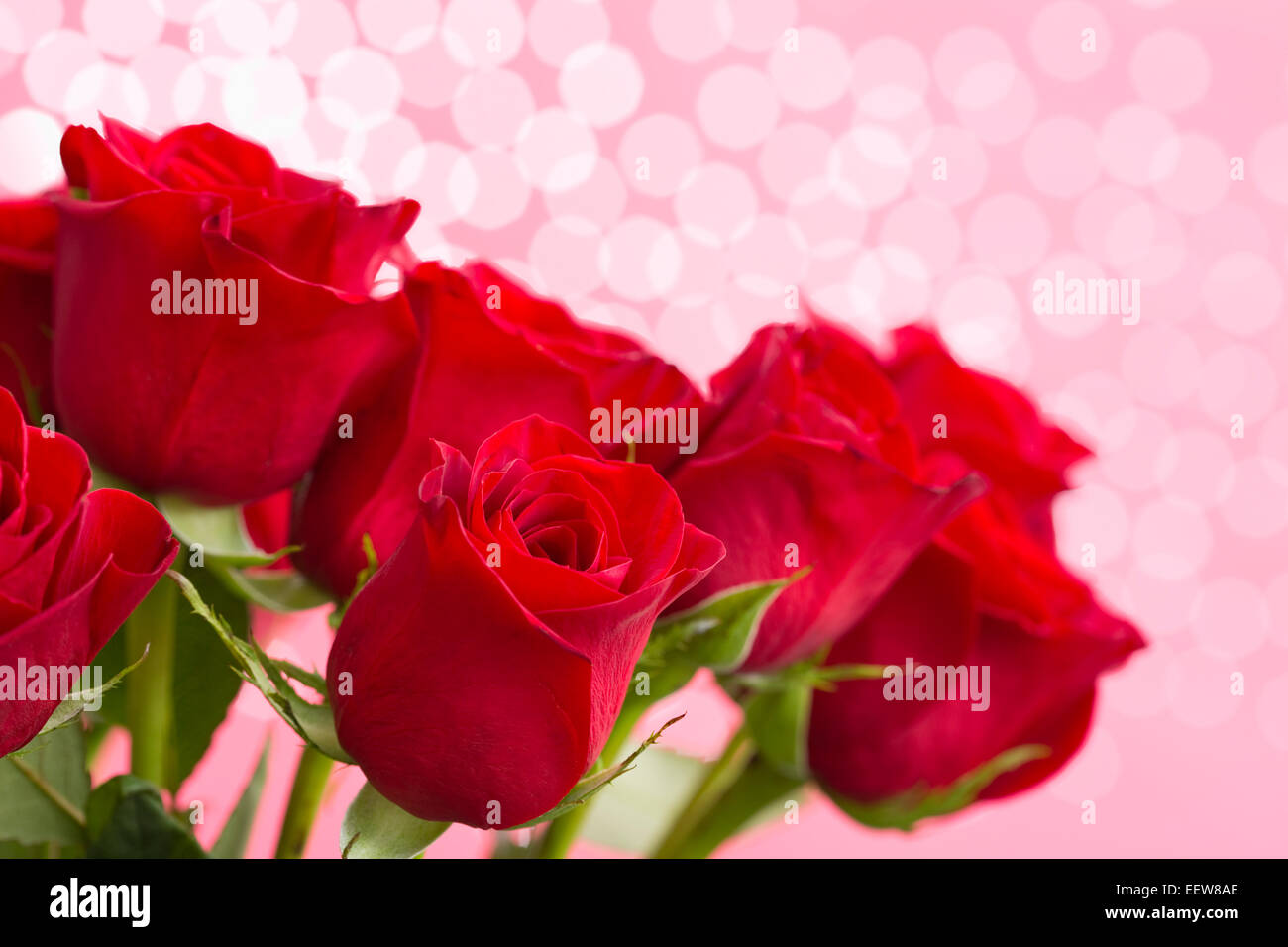 Close-up of red roses Stock Photo - Alamy
