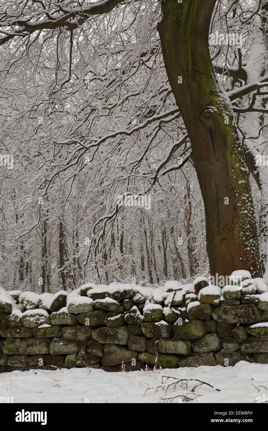 Winter Snow Stone Wall, Trees and Forest Stock Photo - Alamy
