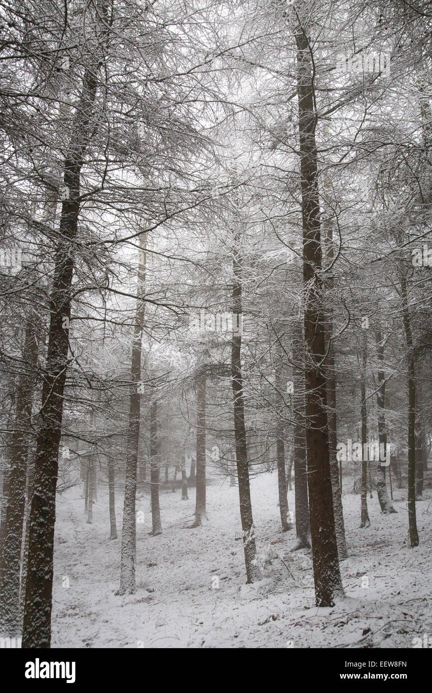 Beautiful woodland snow scene hi-res stock photography and images - Alamy
