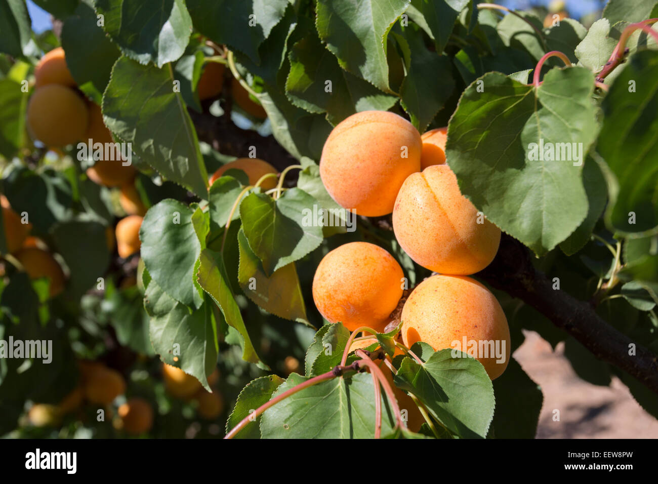 apricots growing in south Australia Stock Photo - Alamy