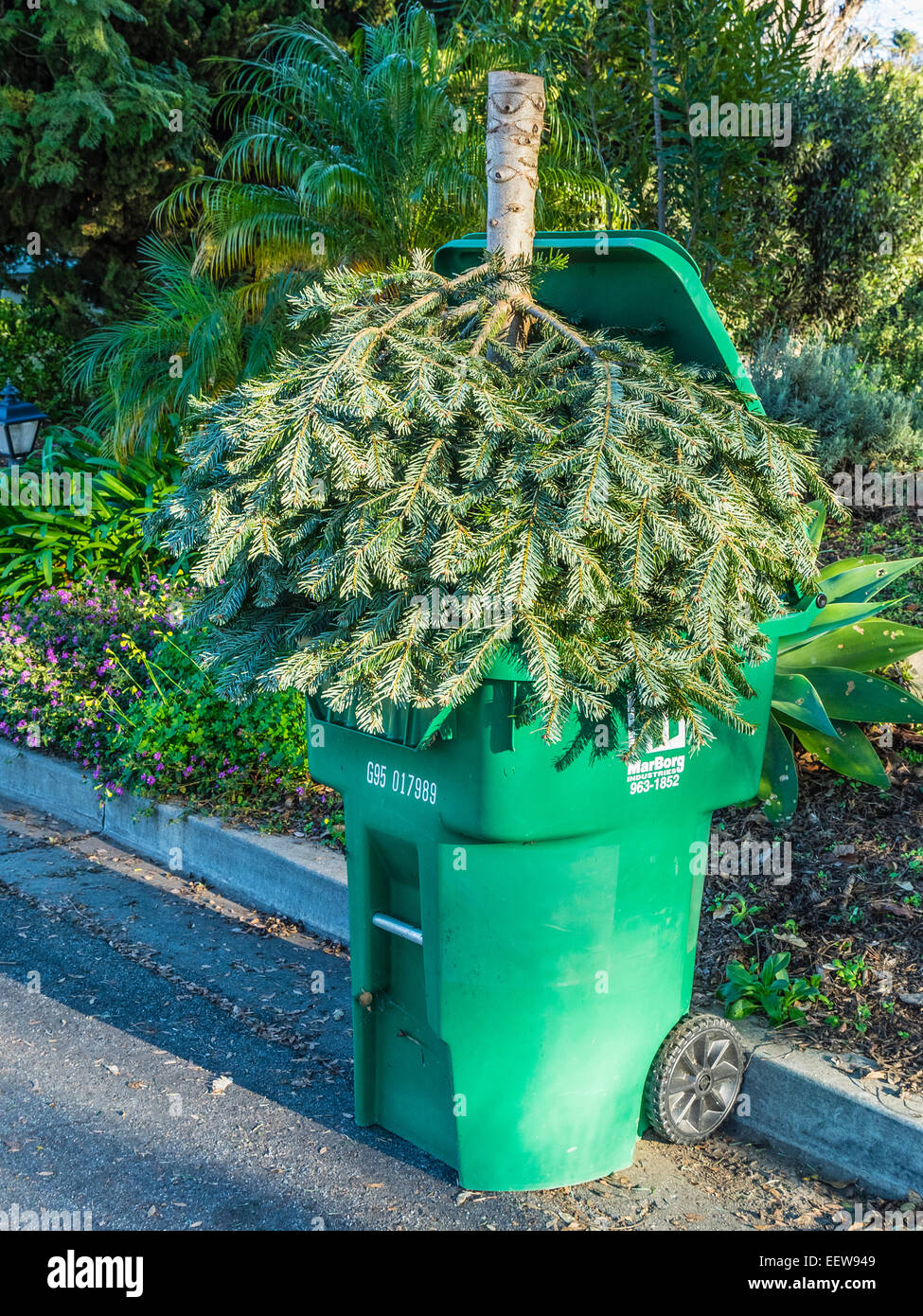 A Christmas tree after the end of the holiday sitting in a green waste ...