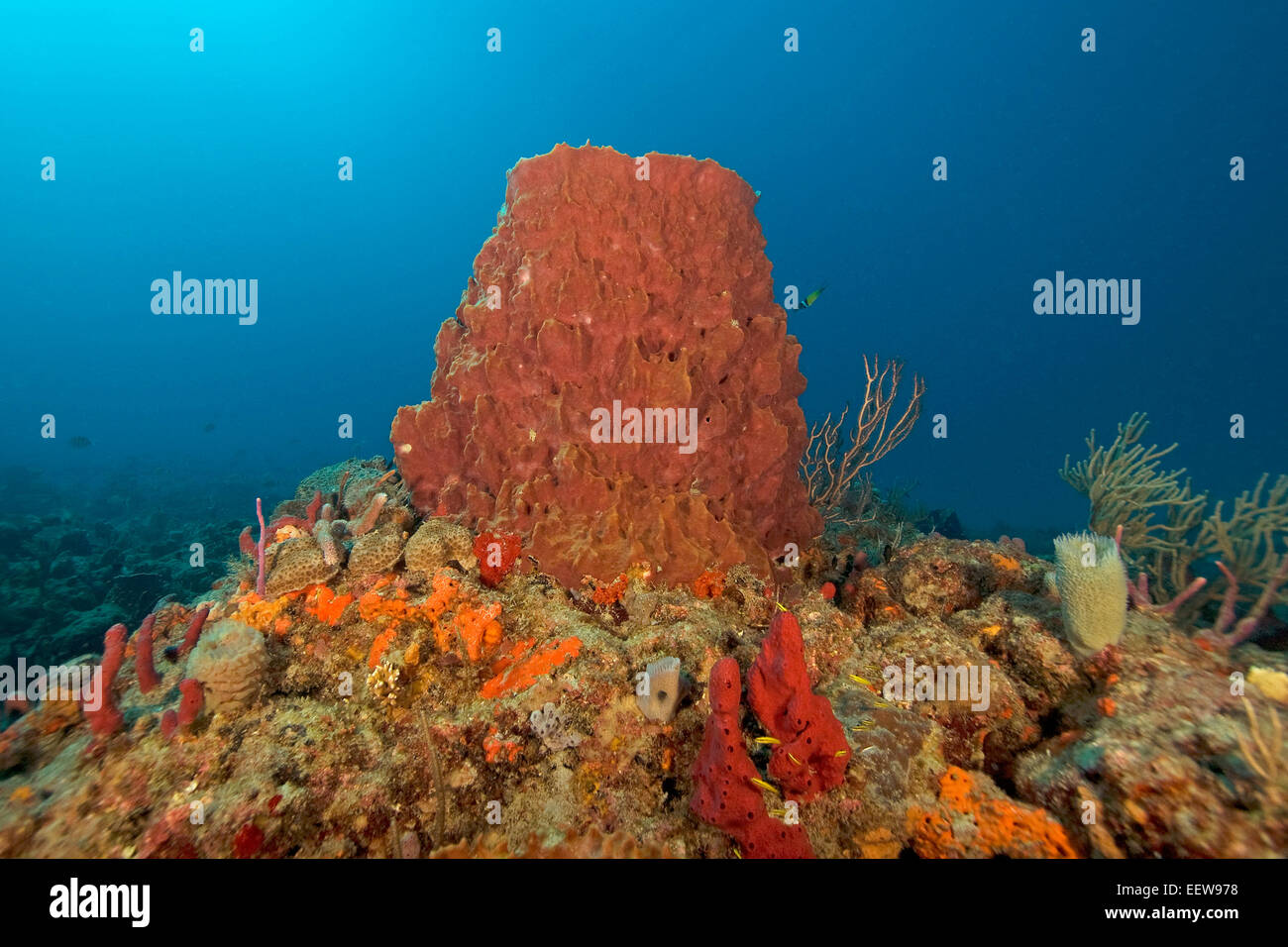 Giant Sea Sponge at Tropical coral reef Stock Photo - Alamy