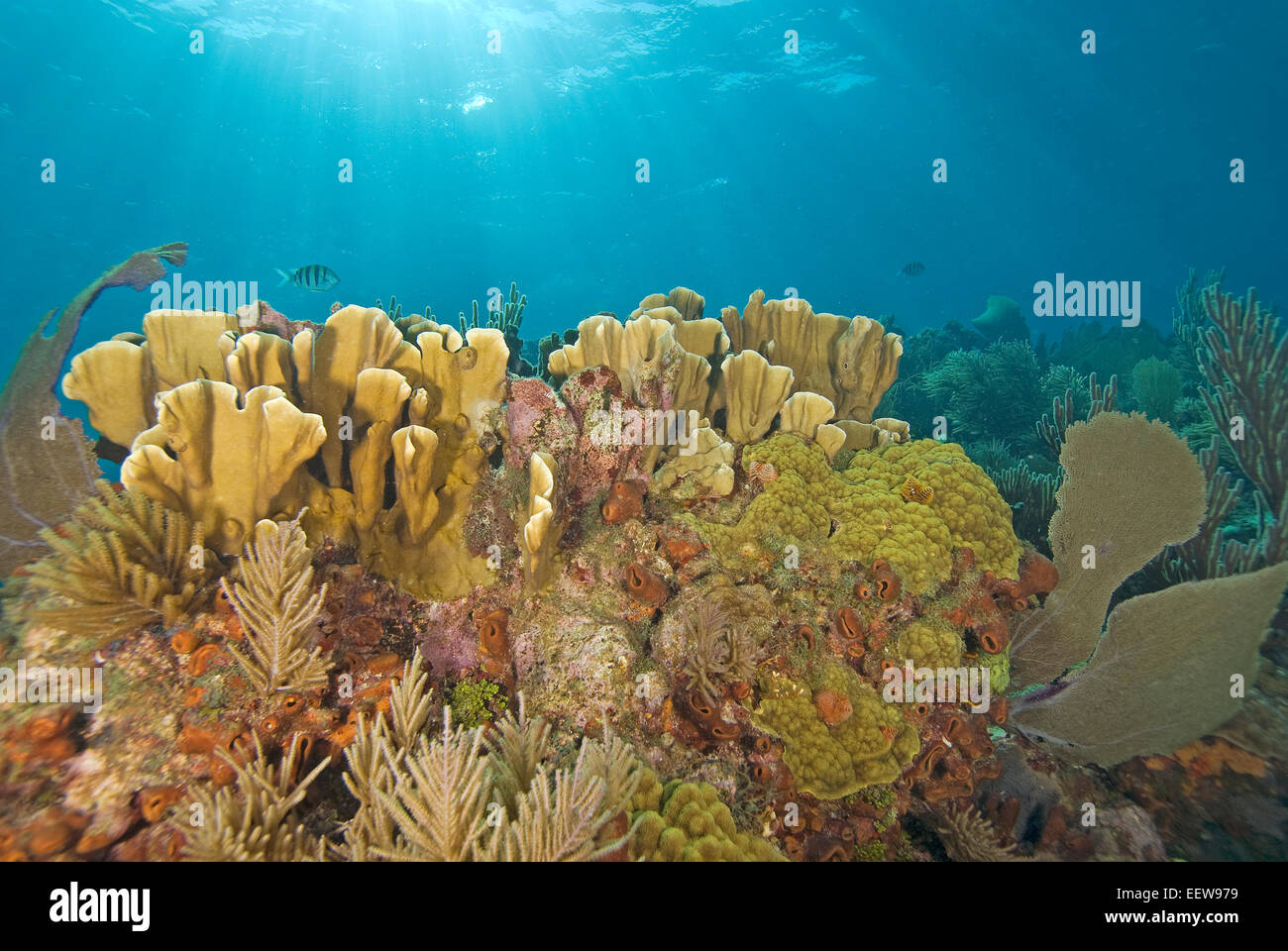 Coral Reef Sun Rays Stock Photo - Alamy