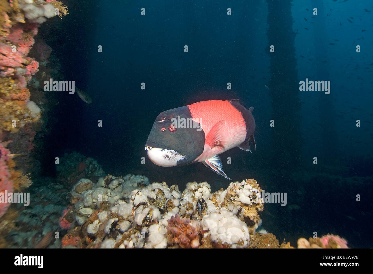 California Sheephead fish swimming at OIl Rig Dive Site Stock Photo - Alamy