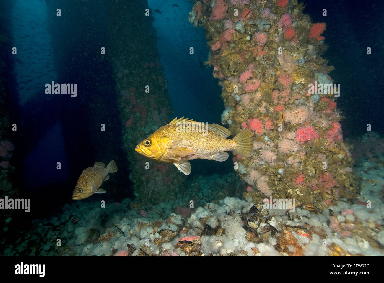 Oil rig and underwater hi-res stock photography and images - Alamy