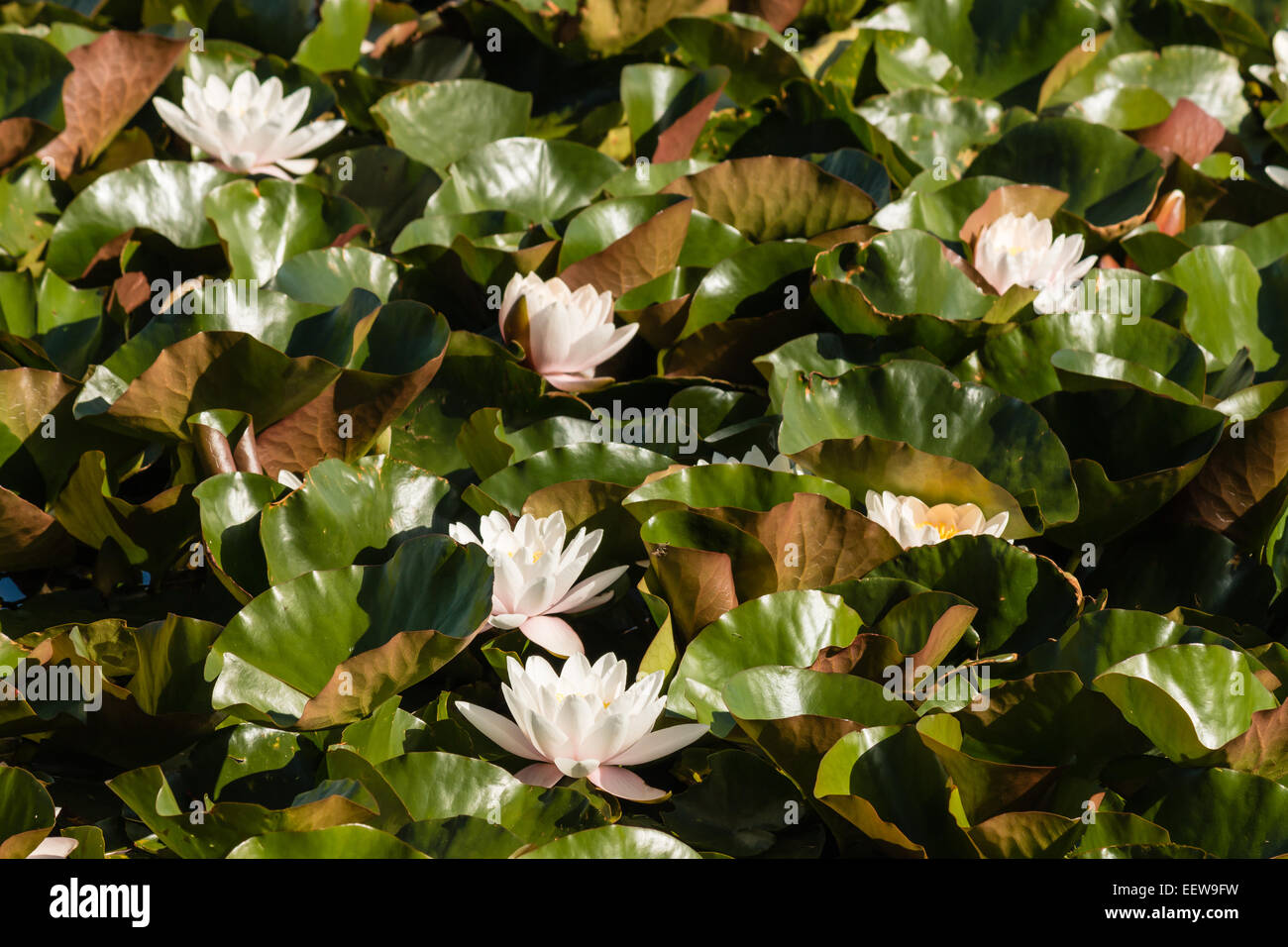 white water lilies floating on lake Stock Photo - Alamy